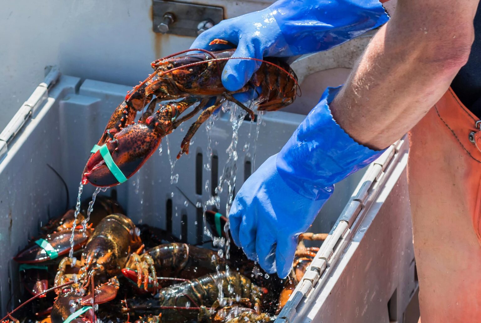 Florida Lobster Mini-Season: Dos and Don'ts for a Safe and Legal ...